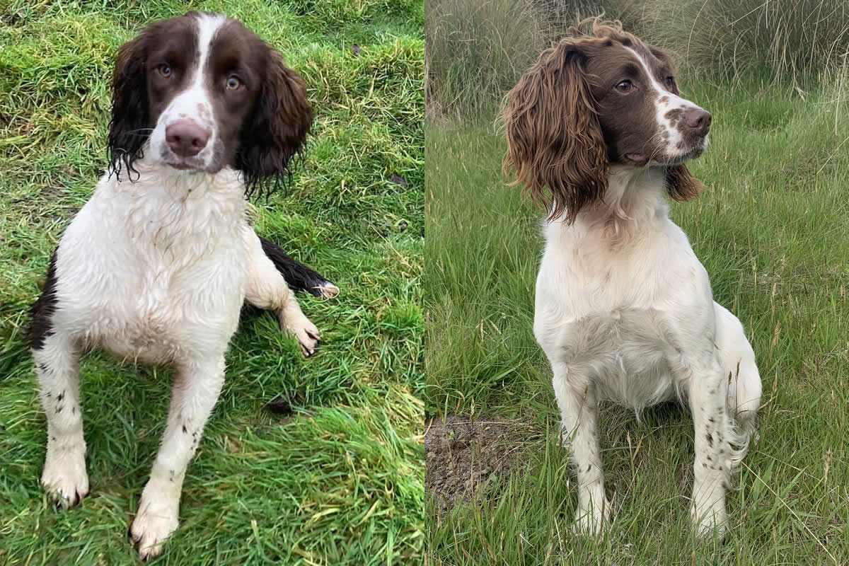 Planned Litter - Bullock Creek Springers